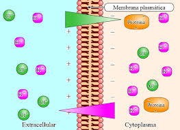 Gradiente Electromagnético :: biologiacelular2015